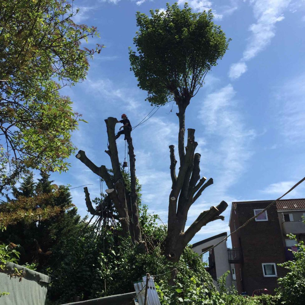 Tree Removal | Lewis Tree Care